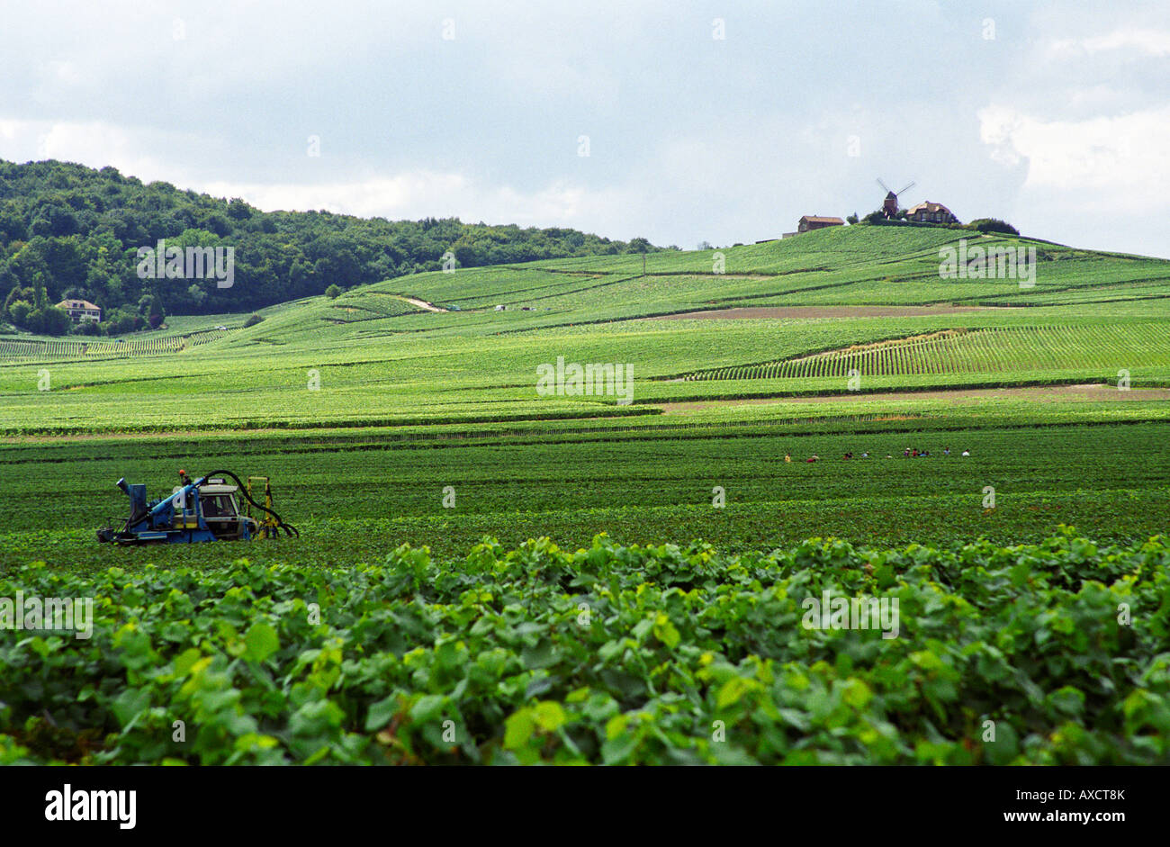 The vineyard, a deleafing machine and the wind mill. Champagne Thierry ...