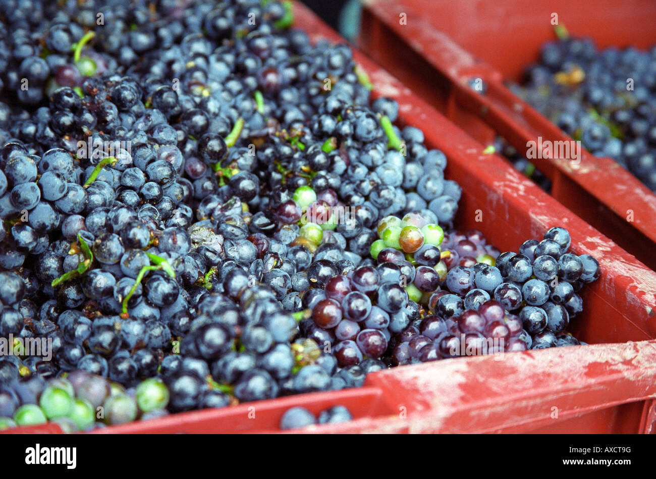 Grape Reception Harvest Pinot Noir High Resolution Stock Photography and Images - Alamy