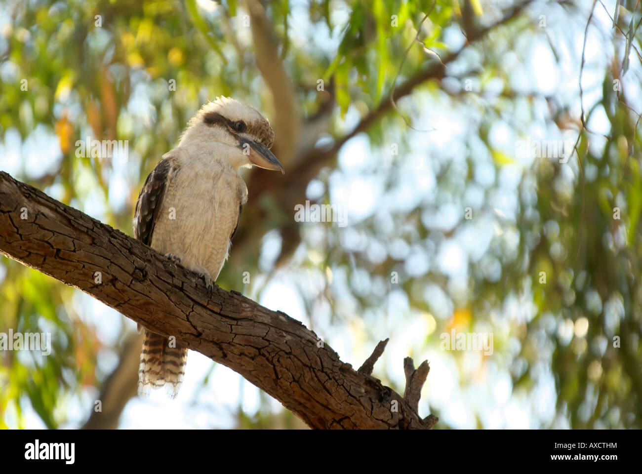 an australian laughing kookaburra sits on a tree branch Stock Photo - Alamy