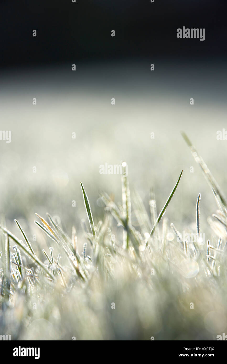 Frosty grass with flare hi-res stock photography and images - Alamy
