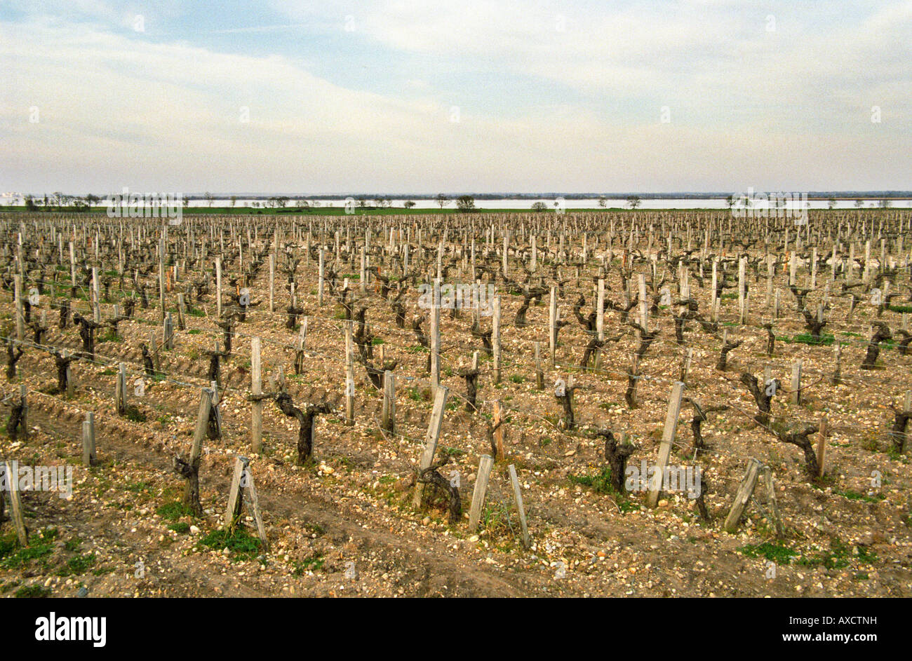 Gironde river vineyard hi-res stock photography and images - Alamy