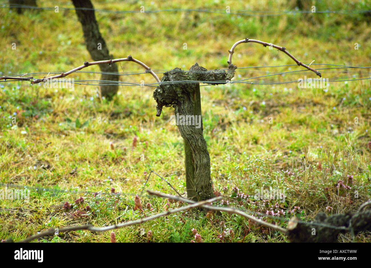 Guyot pruned vines in the vineyard. Margaux. Medoc, Bordeaux, France ...