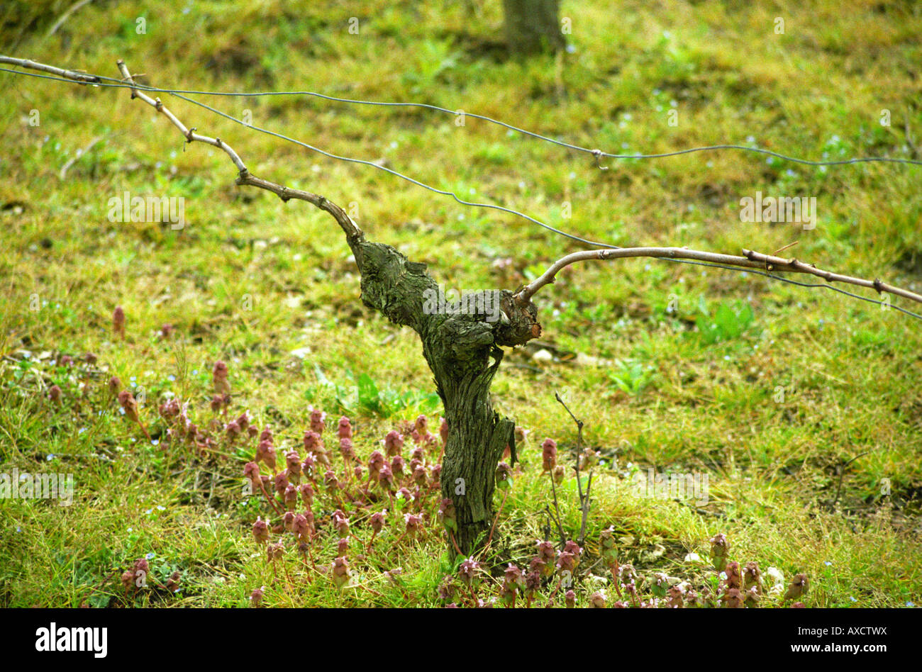 Guyot Training Stock Photos & Guyot Training Stock Images - Alamy
