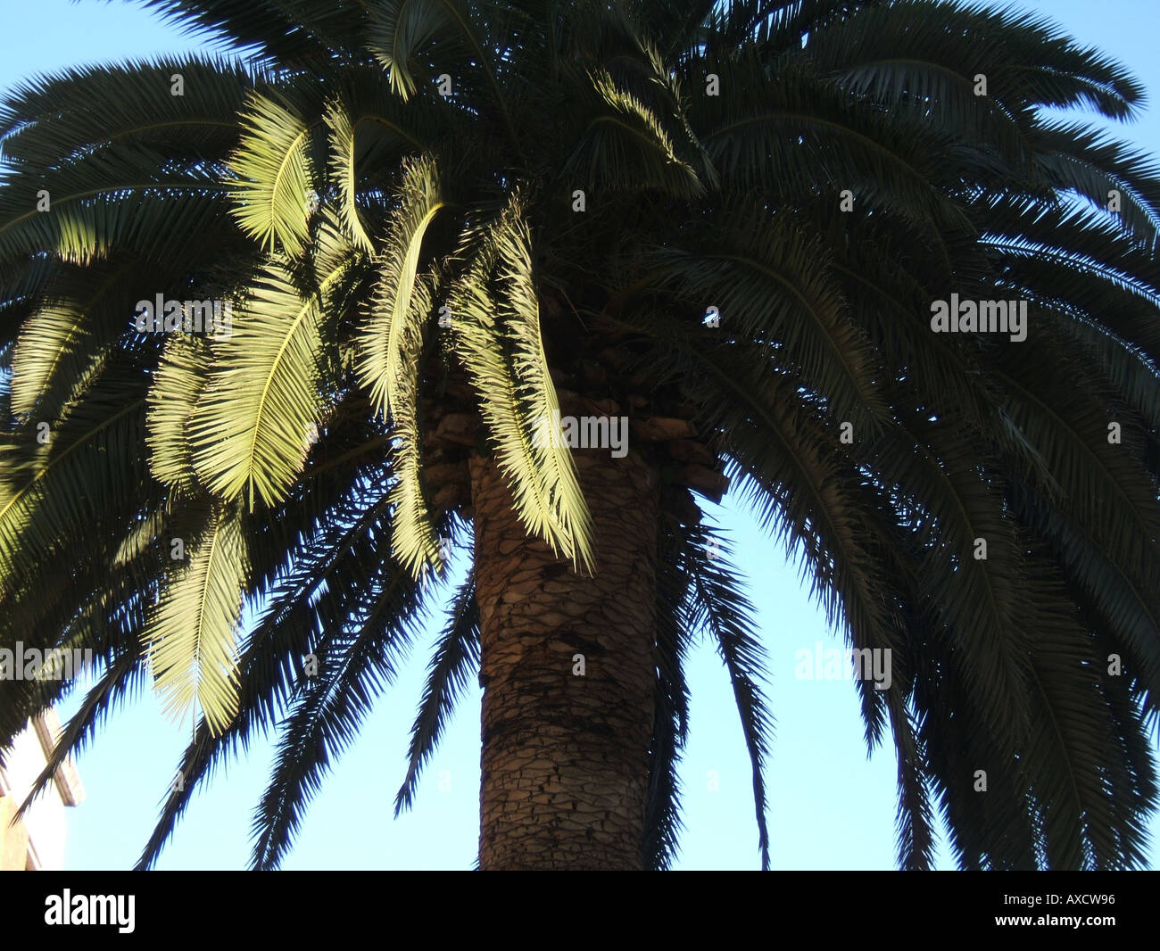 palm tree in the morning sun Stock Photo - Alamy