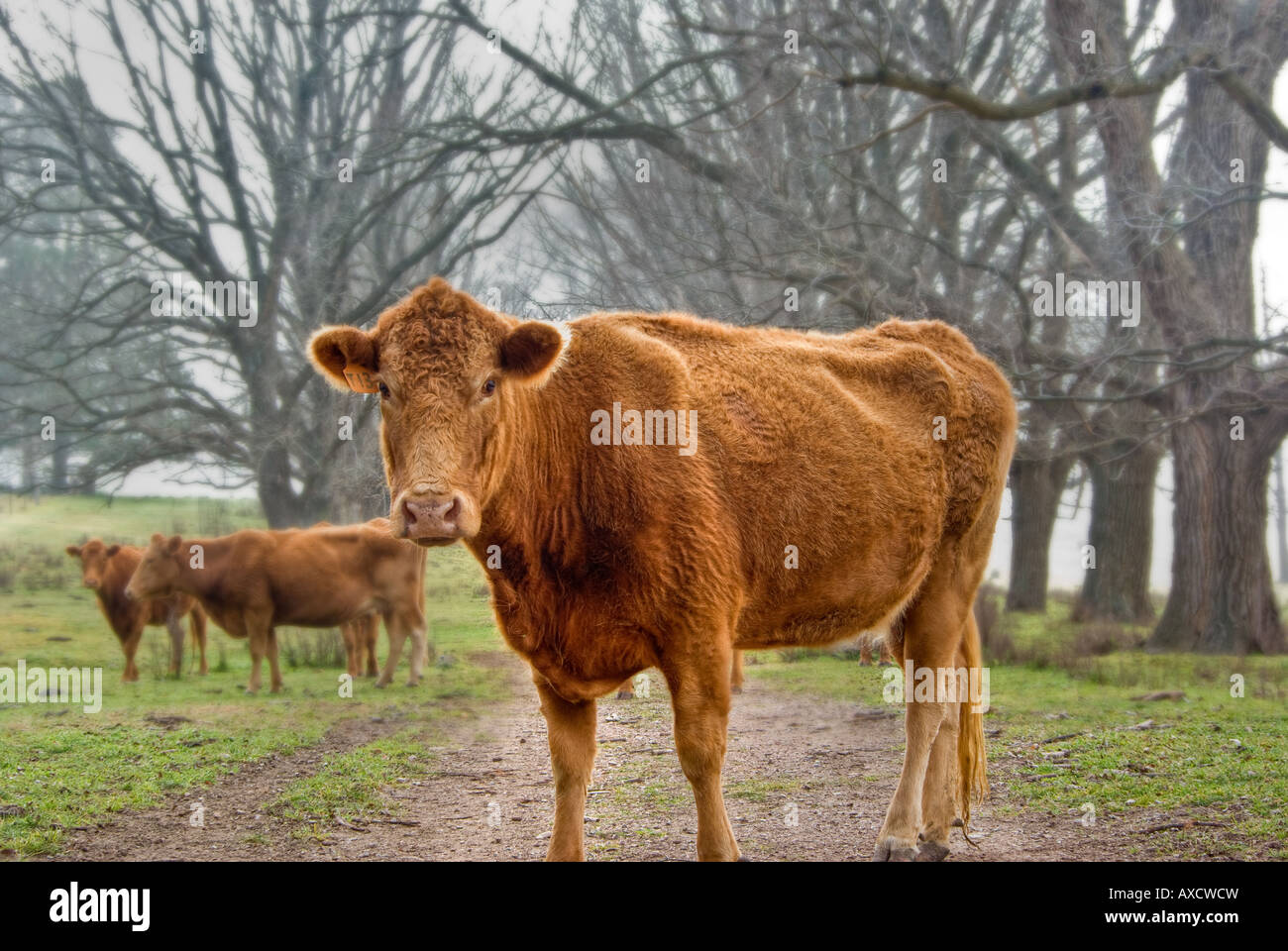 a cow stands in the road on this cold day Stock Photo - Alamy