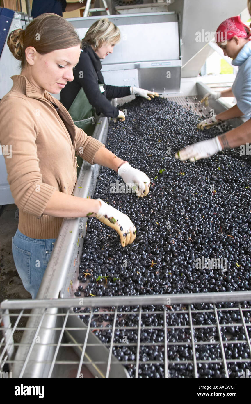 Merlot grape sorting triage table hi-res stock photography and images - Alamy