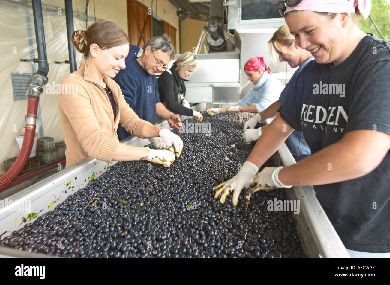 Merlot grape sorting triage table hi-res stock photography and images ...