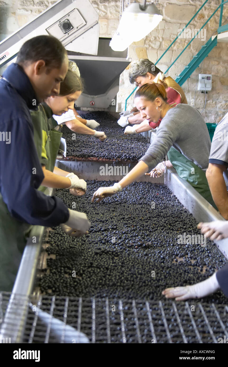 Hand selecting the bad grapes at a sorting table. Merlot. Chateau ...