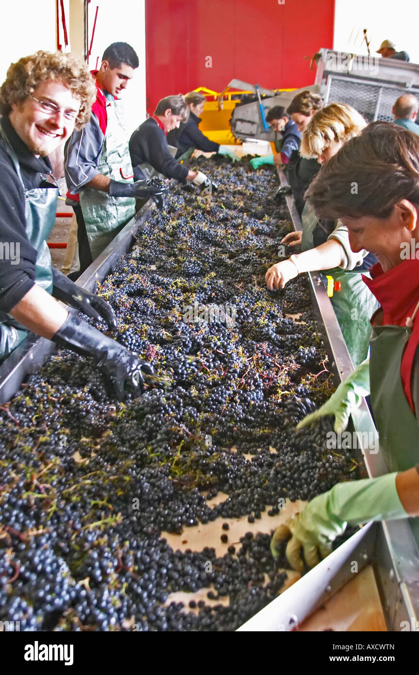 Hand selecting the bad grapes at a sorting table. Chateau Haut Marbuzet ...