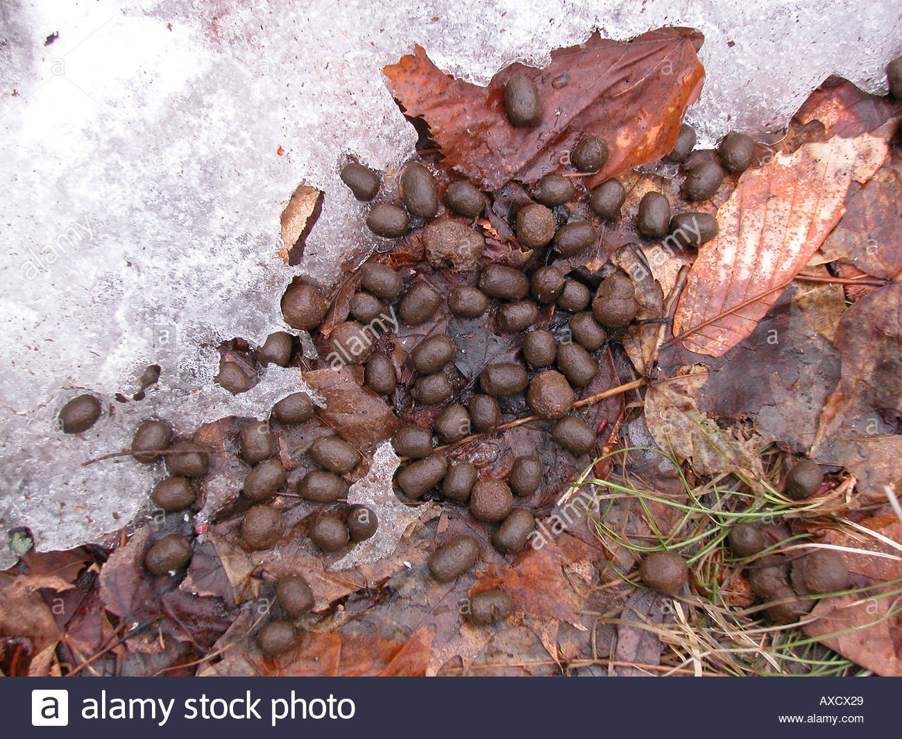Deer Droppings High Resolution Stock Photography and Images - Alamy