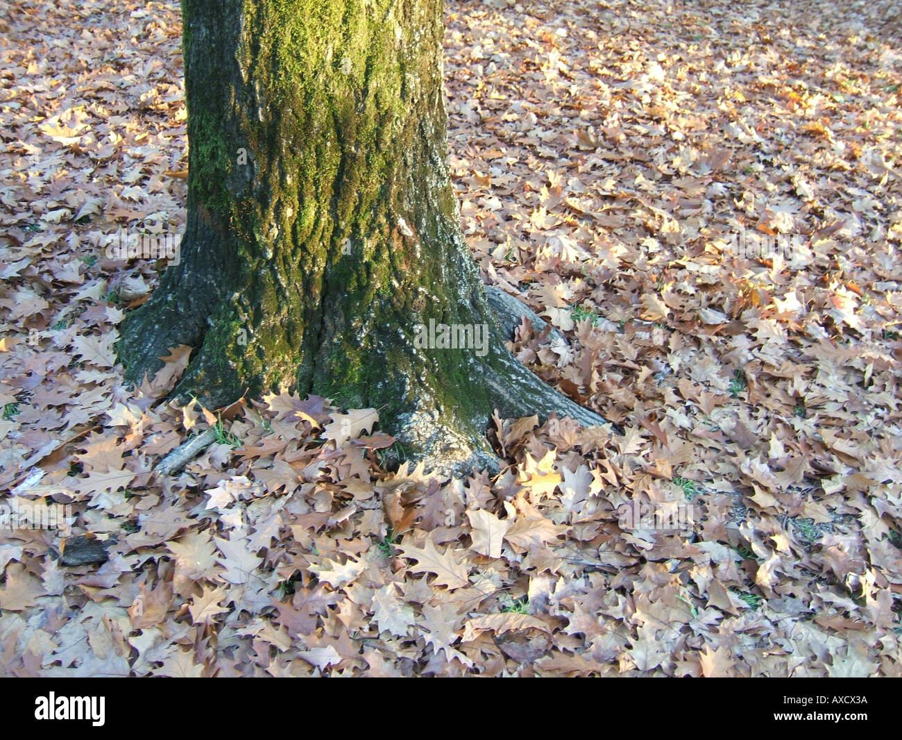 fallen leaves around tree trunk in forest Stock Photo - Alamy