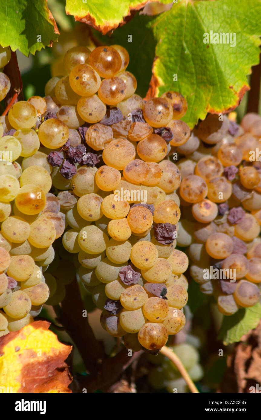 Bunches of ripe grapes. Semillon. Despagne Vineyards and Chateaux ...