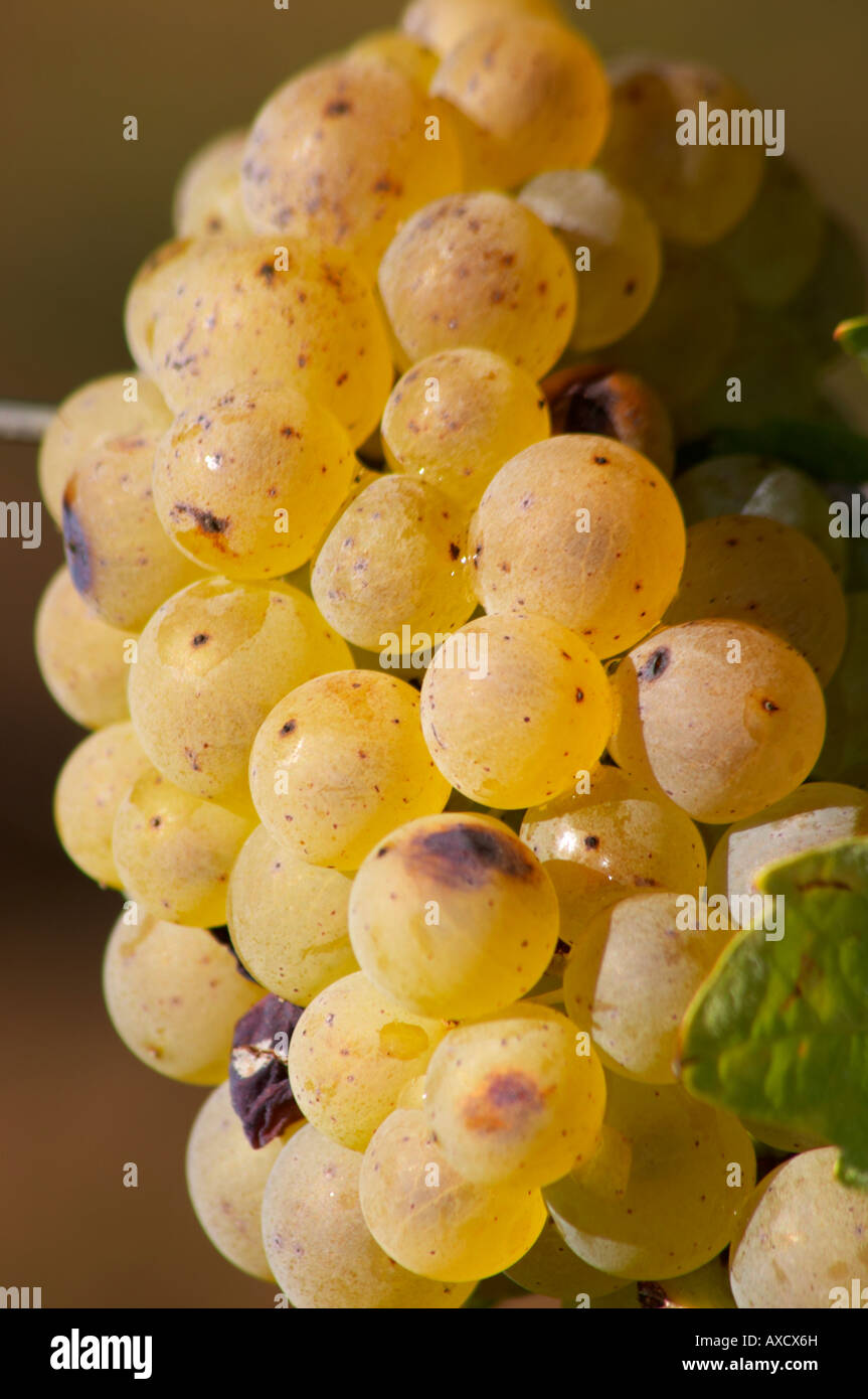 Ugni blanc grapes hi-res stock photography and images - Alamy