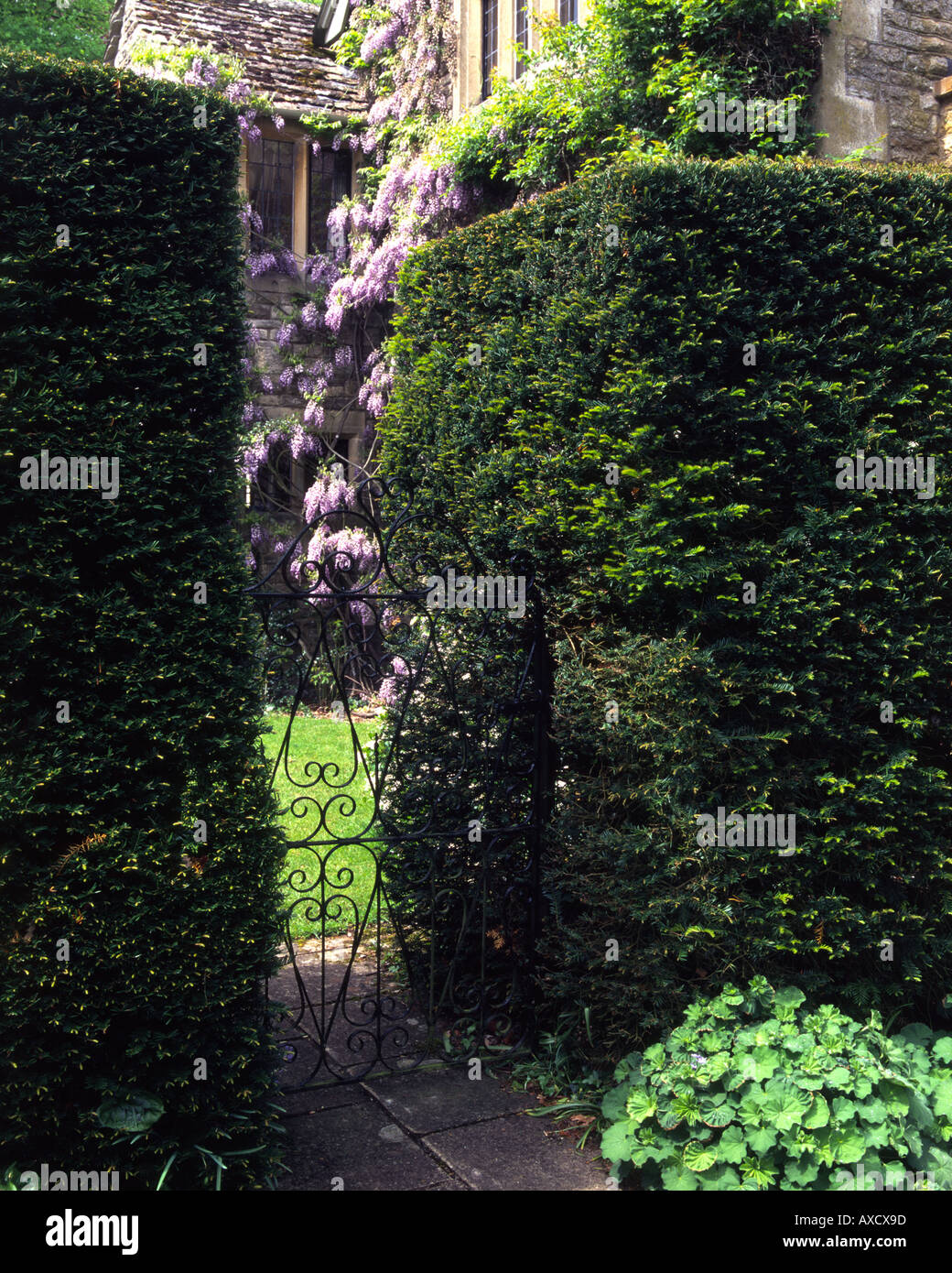 Clipped garden hedge hi-res stock photography and images - Alamy