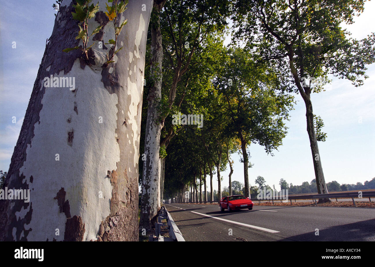 Tree lined route Brittany France Europe EU Stock Photo - Alamy