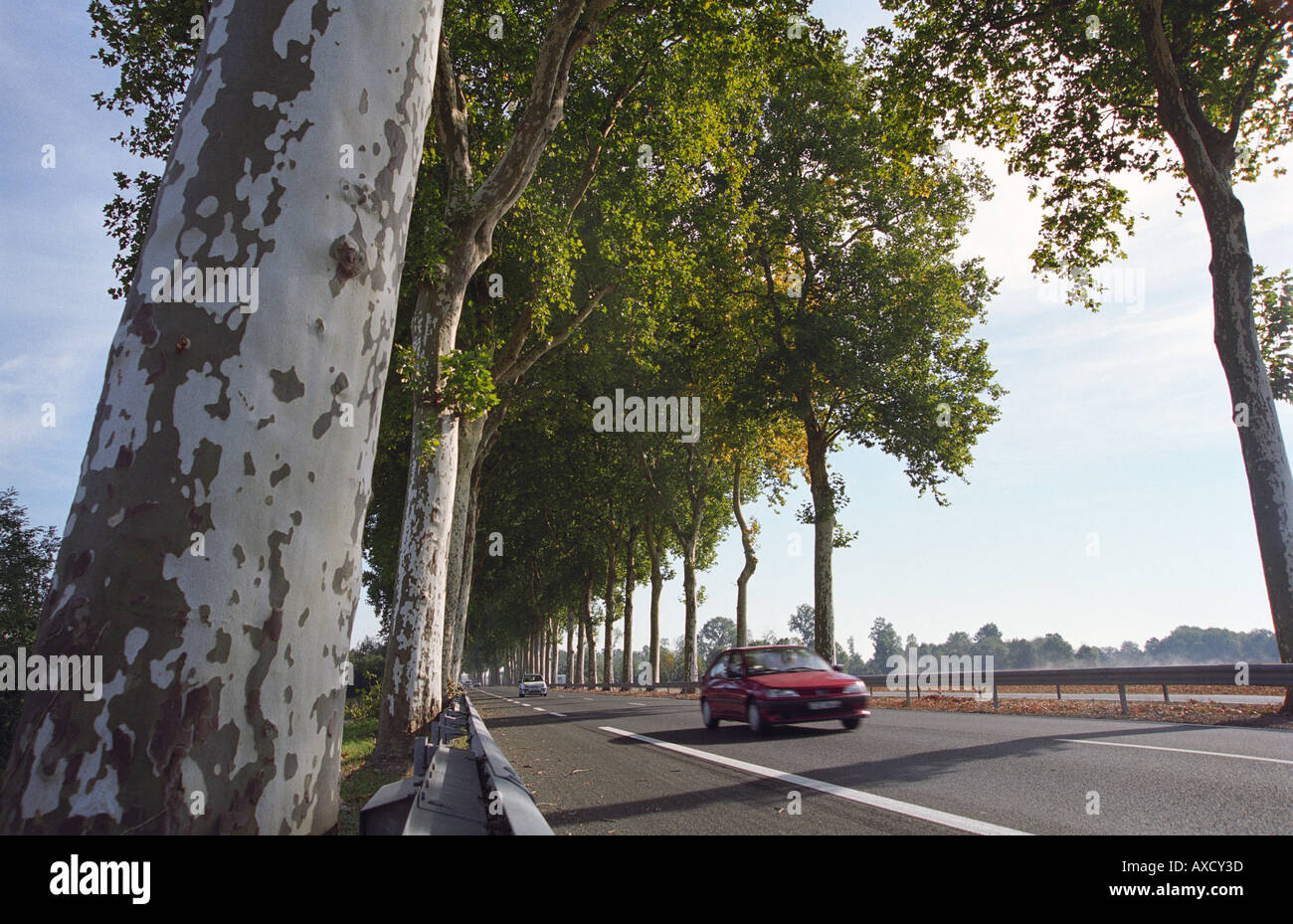 Tree lined route Brittany France Europe EU Stock Photo - Alamy