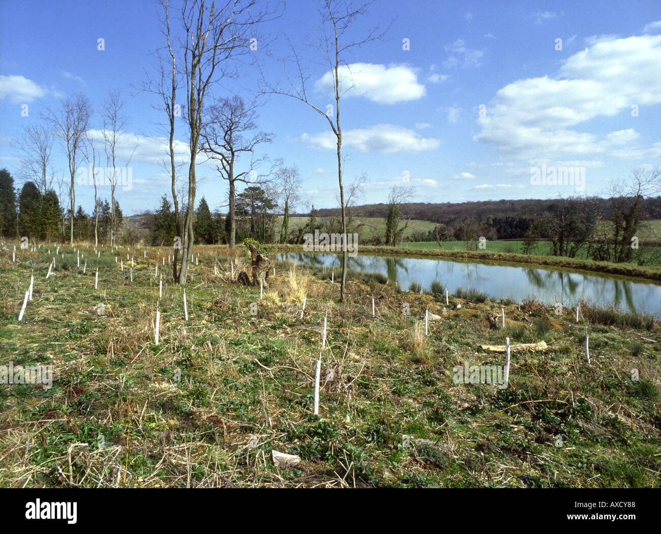 Tree planting scheme Stock Photo - Alamy