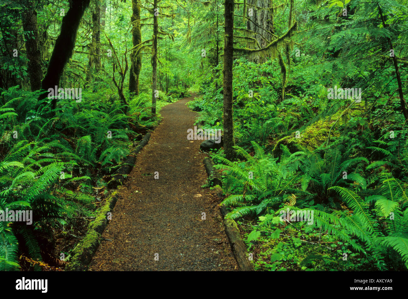 Trail through old growth forest Umpqua National Forest Oregon USA Stock ...