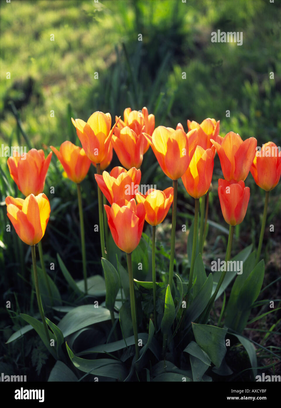 Orange yellow tulips glowing in spring sunshine Stock Photo - Alamy