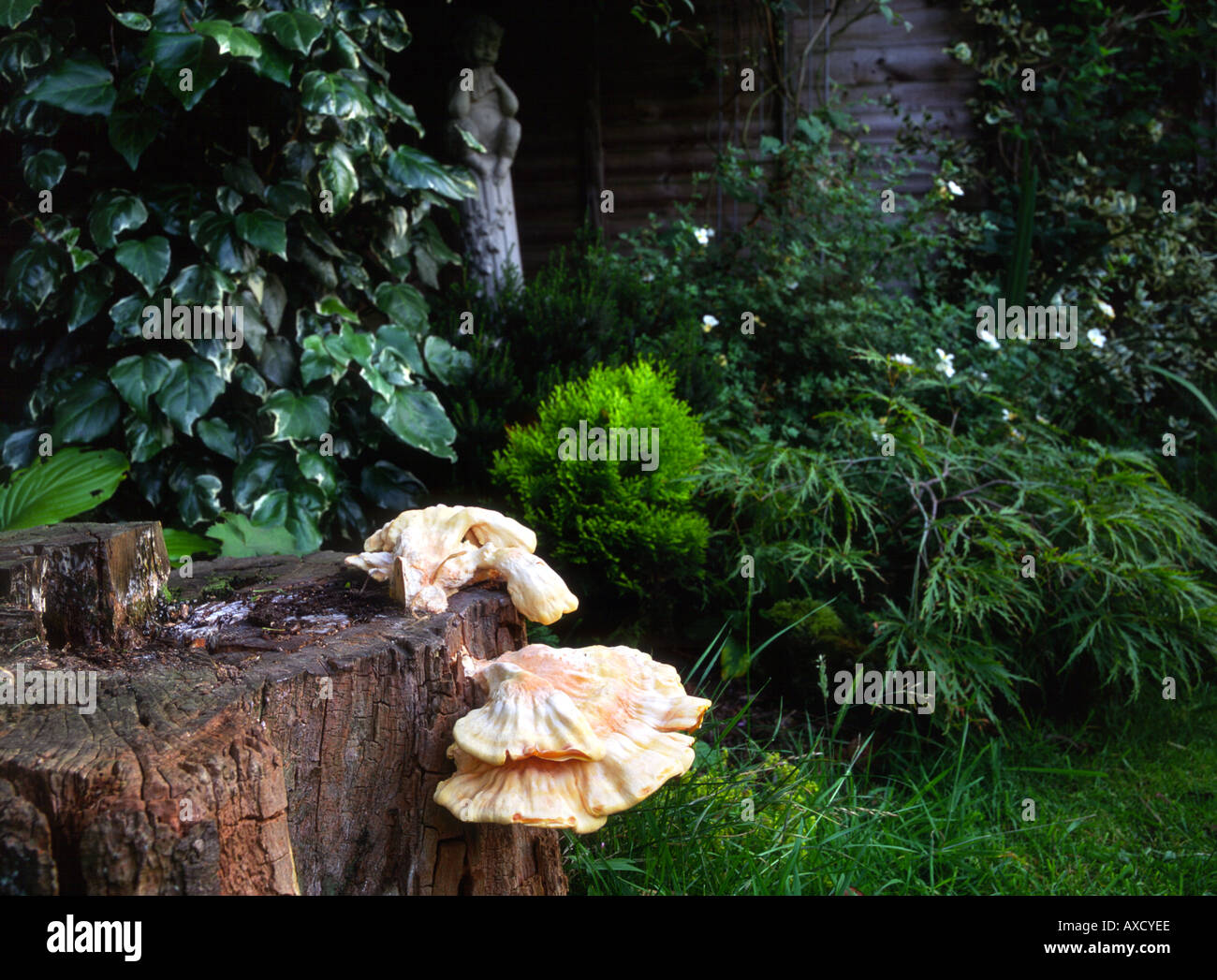 Fungus growing on stump hi-res stock photography and images - Alamy