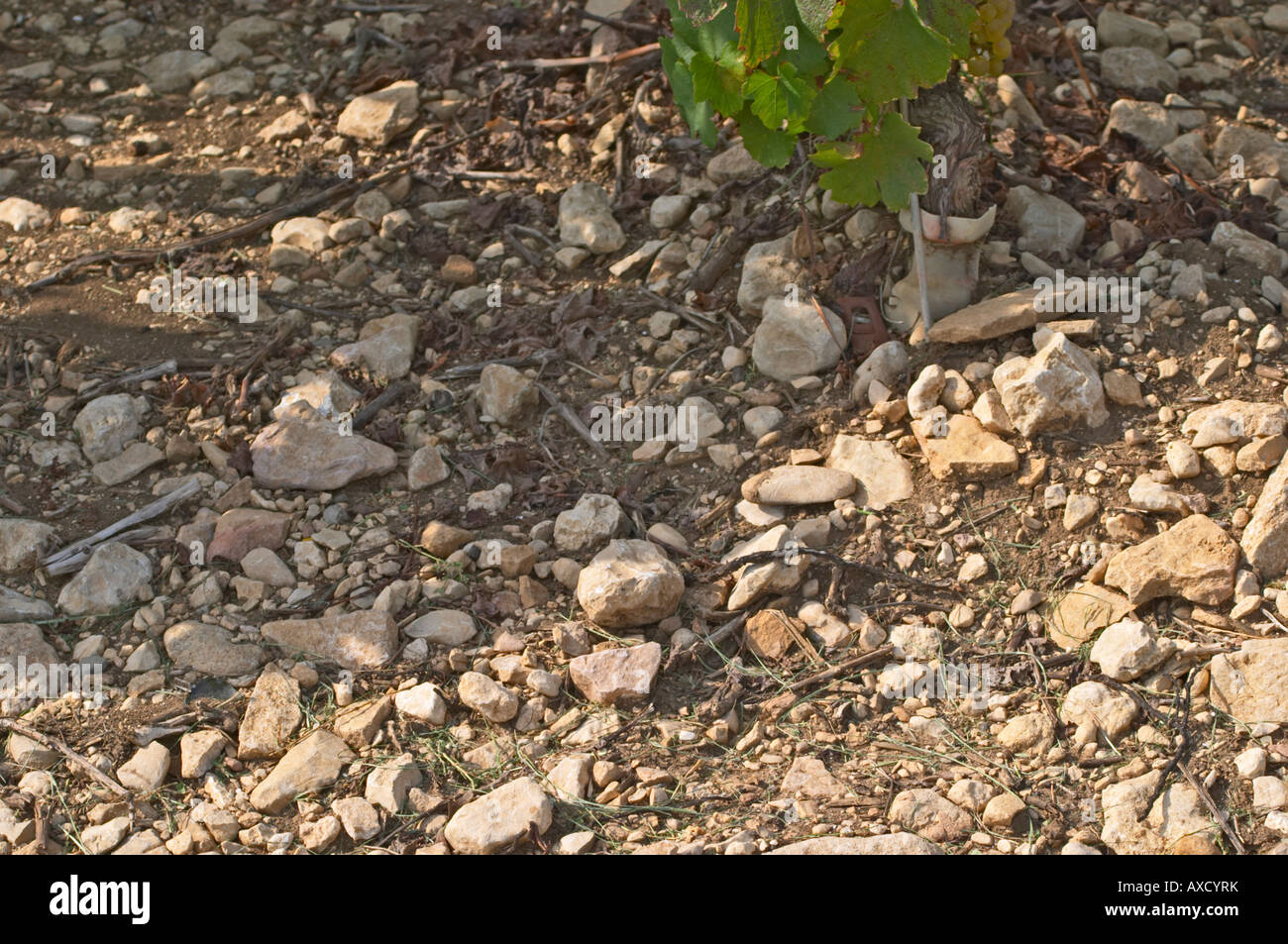Soil detail. Sand. Calcareous. Beaune, Cote d'Or, Burgundy, France ...