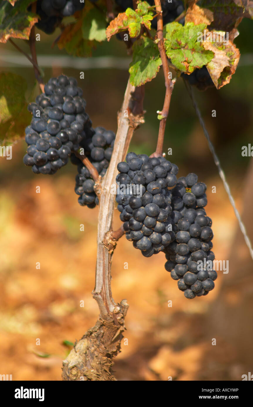 Bunches of ripe grapes. Pinot Noir. Pommard, Cote de Beaune, d'Or ...