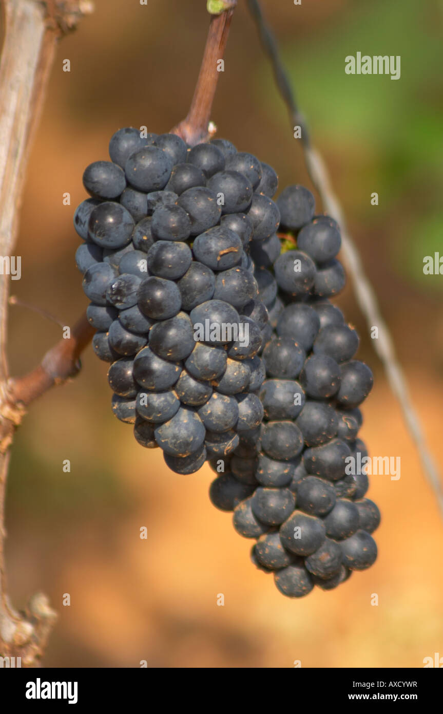 Bunches of ripe grapes. Pinot Noir. Pommard, Cote de Beaune, d'Or ...