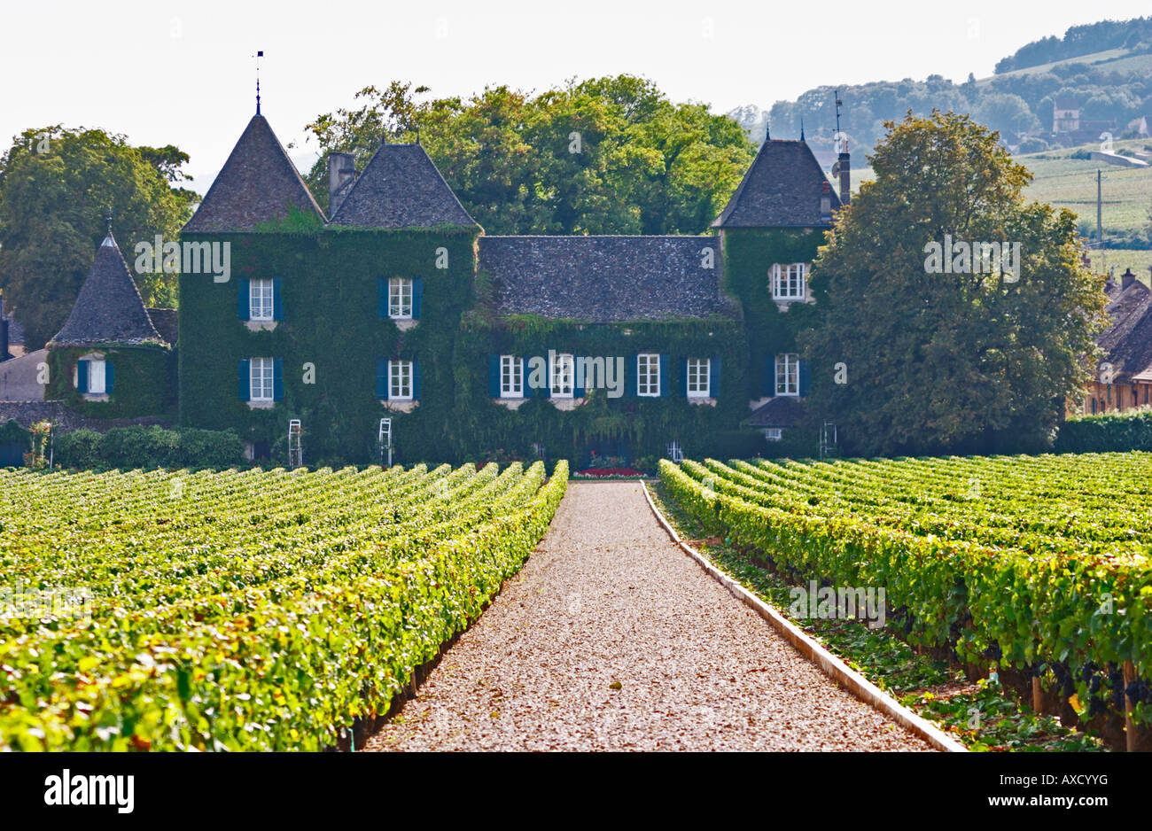 Vineyard. Chateau du Clos de la Commaraine. Pommard, Cote de Beaune, d ...