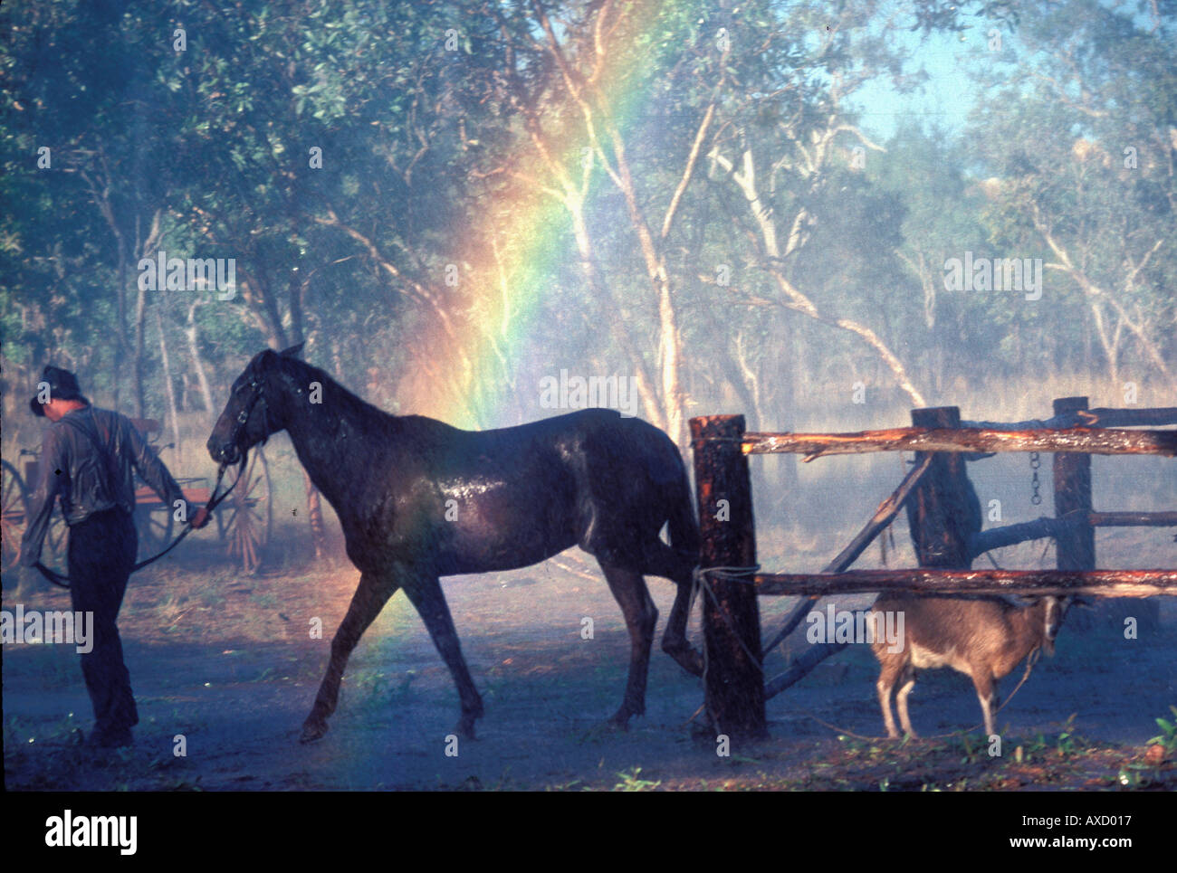 Australian ringer leads his horse through a dramatic rainbow in outback ...