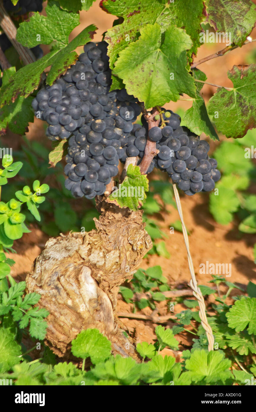 Bunches of ripe grapes. Pinot noir. Pommard, Cote de Beaune, d'Or ...