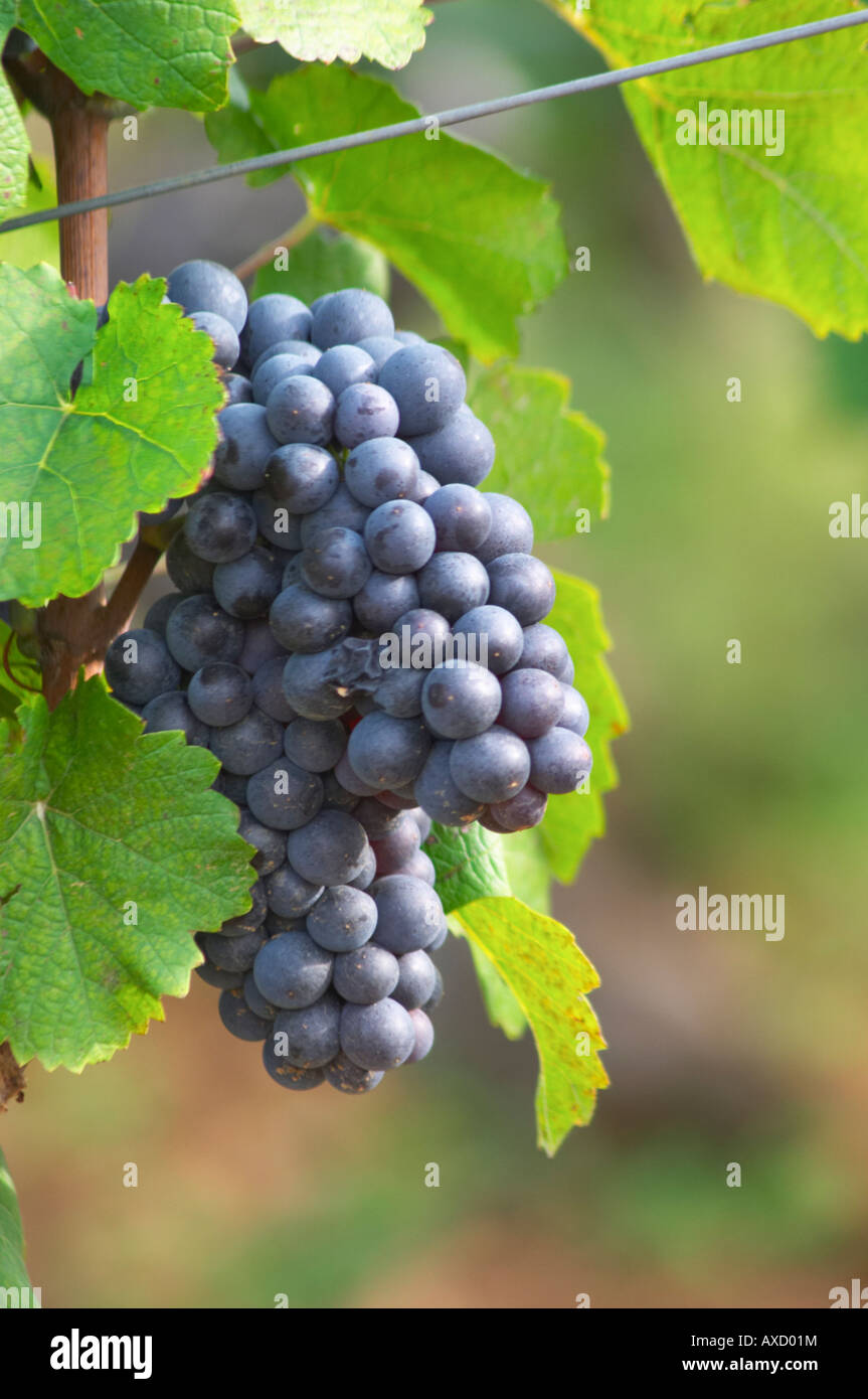 Bunches of ripe grapes. Pinot noir. Rugiens sector. Pommard, Cote de ...