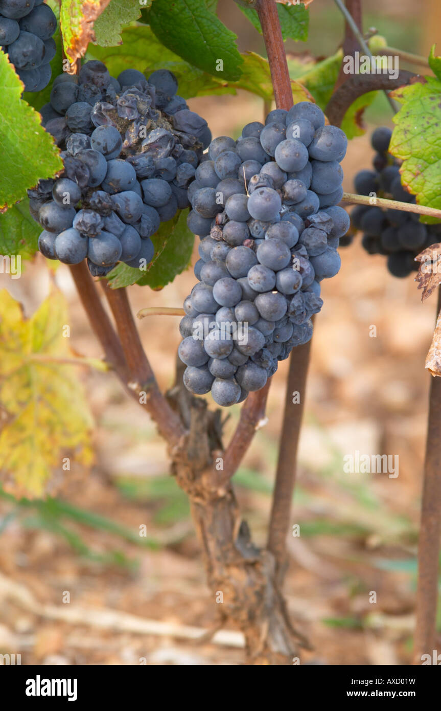 Bunches of ripe grapes. Pinot noir. Rugiens sector. Pommard, Cote de ...