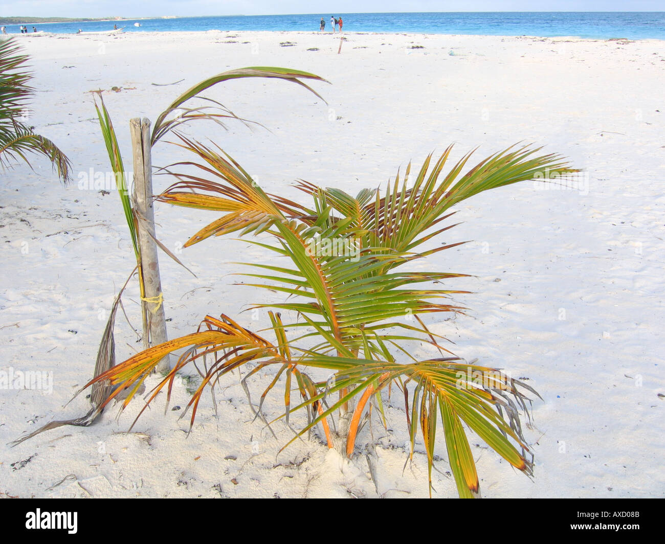 plant on the beach tulum yucatan peninsula mexico Stock Photo - Alamy