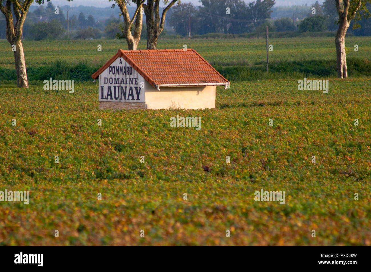Vineyard. Domaine Launay. Pommard, Cote de Beaune, d'Or, Burgundy ...