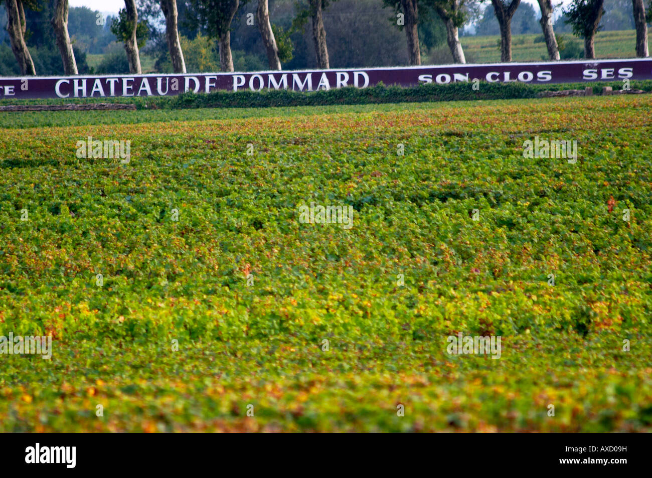 Vineyard. Chateau de P. Pommard, Cote de Beaune, d'Or, Burgundy, France ...