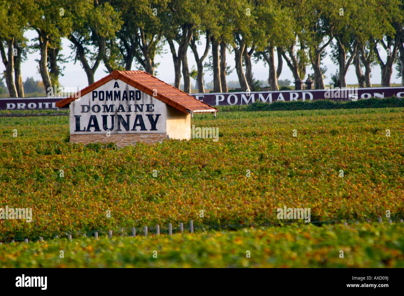 Vineyard. Domaine Launay. Pommard, Cote de Beaune, d'Or, Burgundy ...