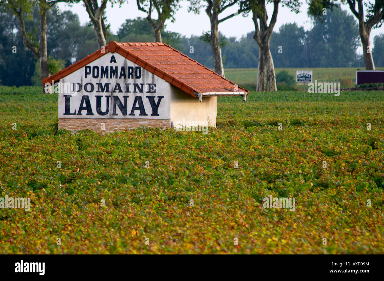 Vineyard. Domaine Launay. Pommard, Cote de Beaune, d'Or, Burgundy ...