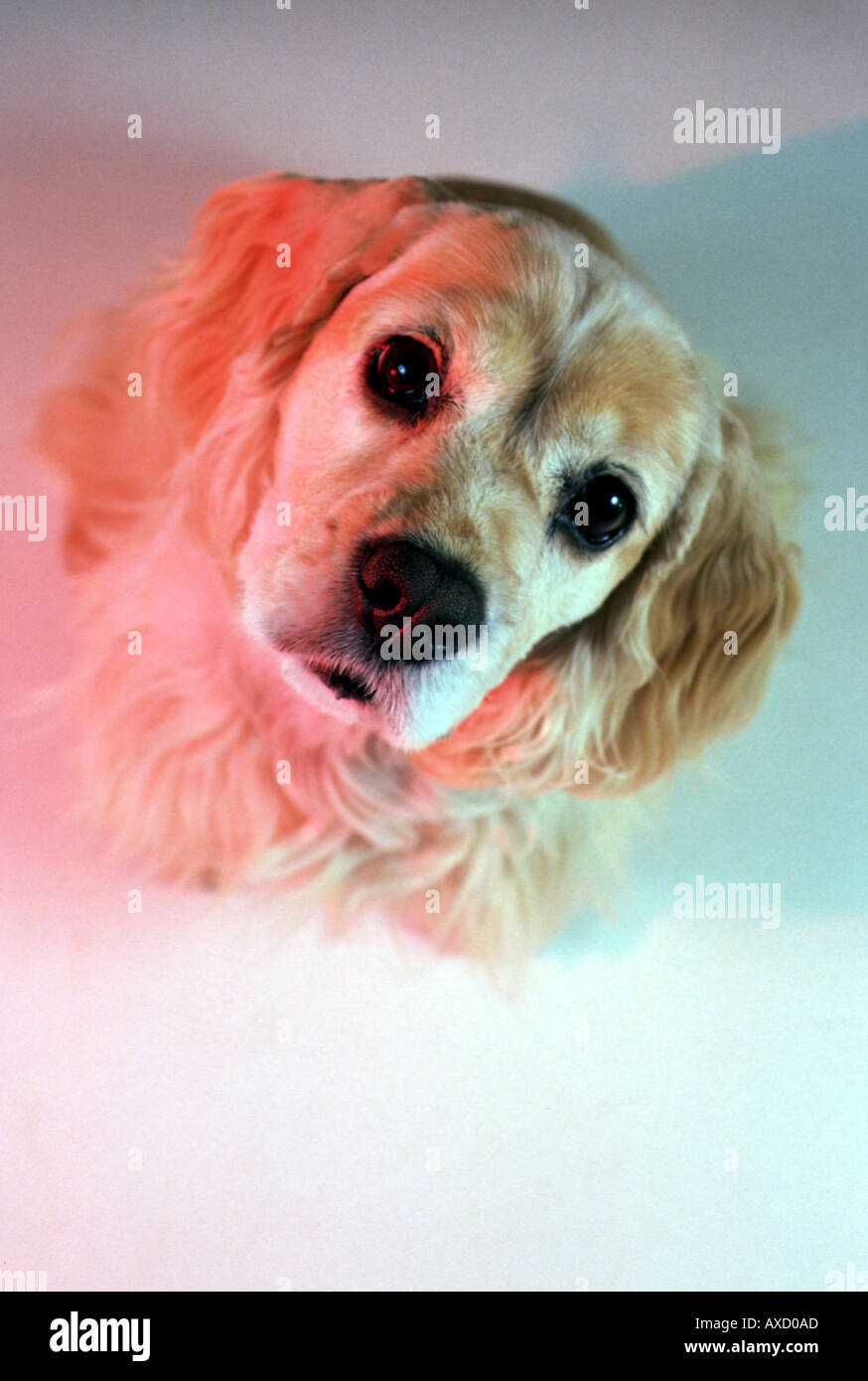 Cocker eye hi-res stock photography and images - Alamy