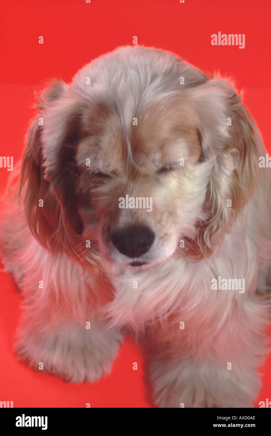 Female Cocker Spaniel Stock Photo - Alamy