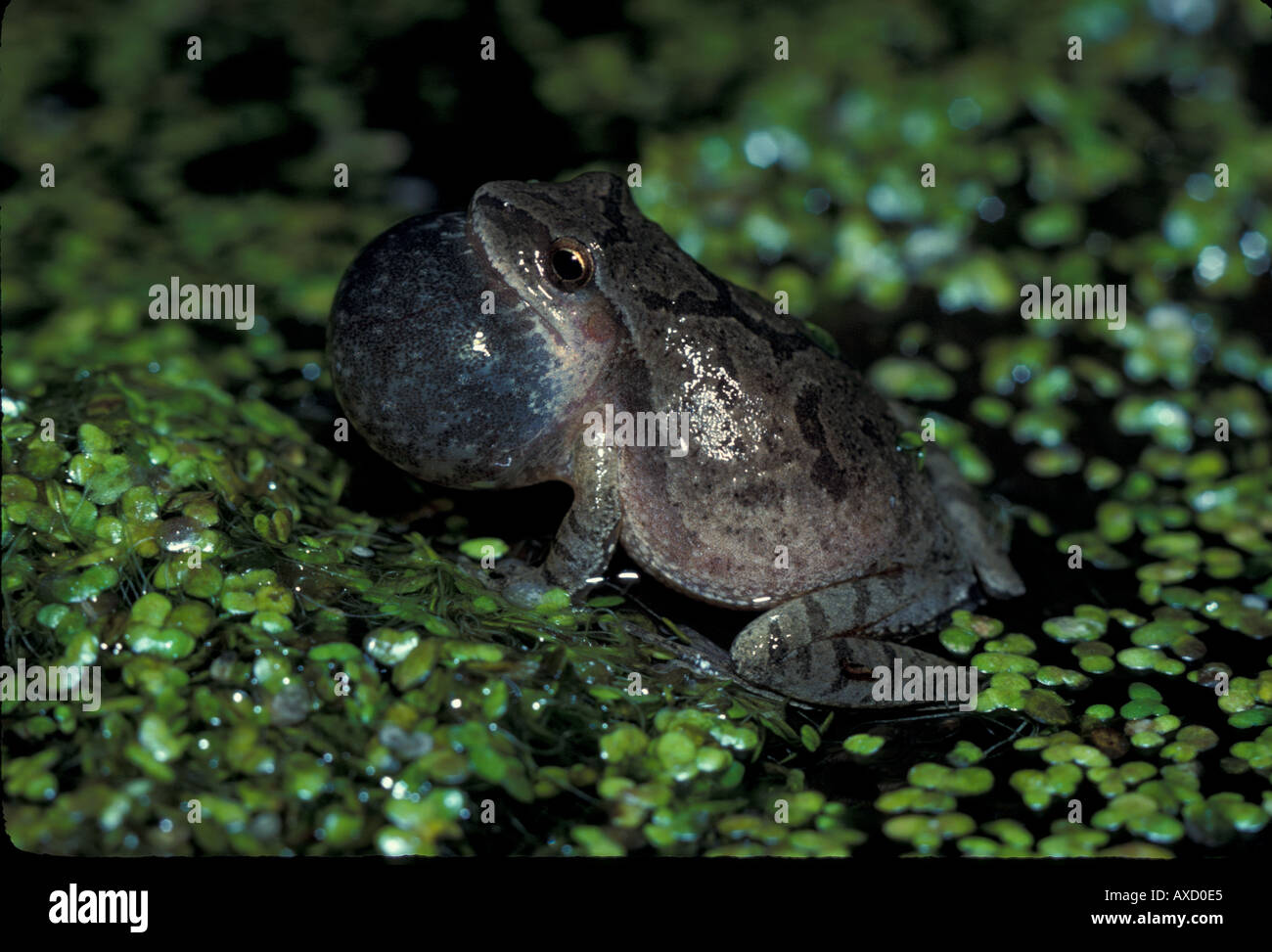 Amphibian Frog Tree Stock Photo - Alamy