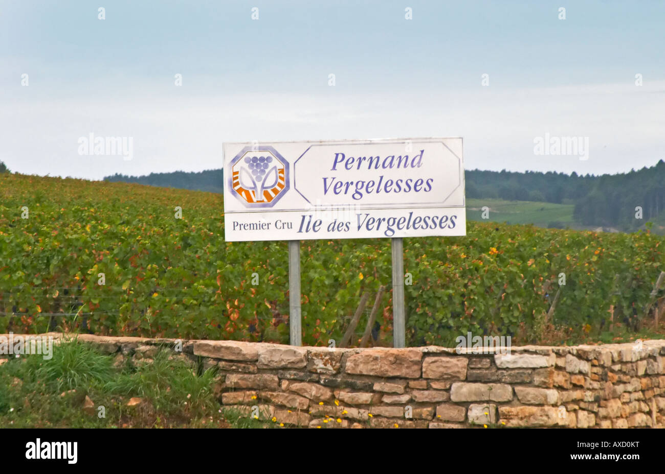 Vineyard. Pernand Vergelesses, Ile de Vergelesses. Burgundy, France ...