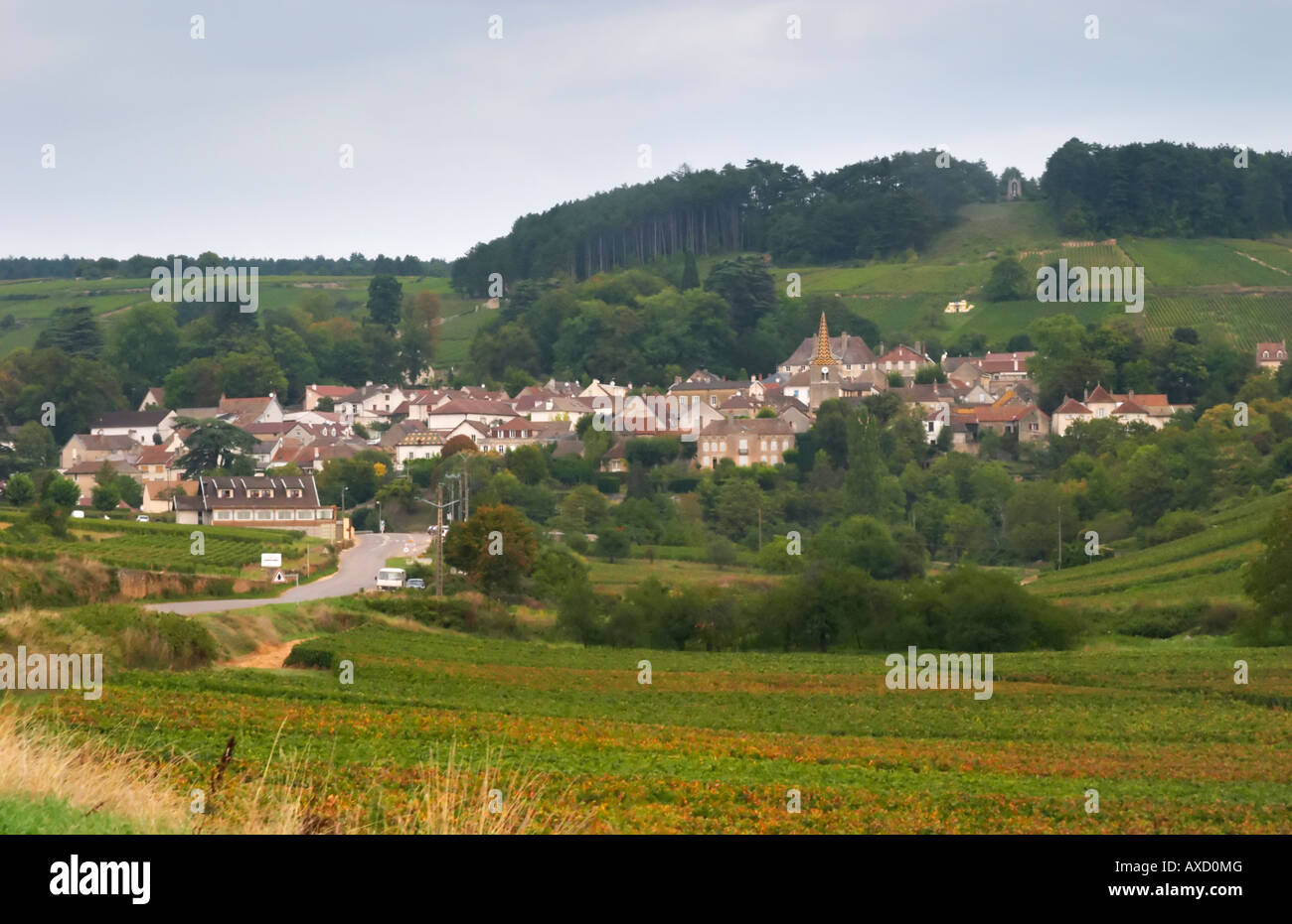 Vineyard. Pernand Vergelesses. Aloxe village. Aloxe Corton. Burgundy ...