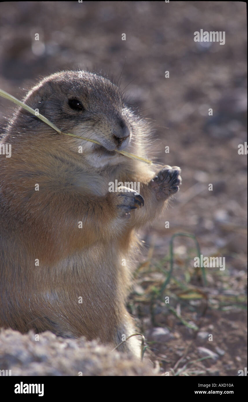 Prairie dog 01 hi-res stock photography and images - Alamy