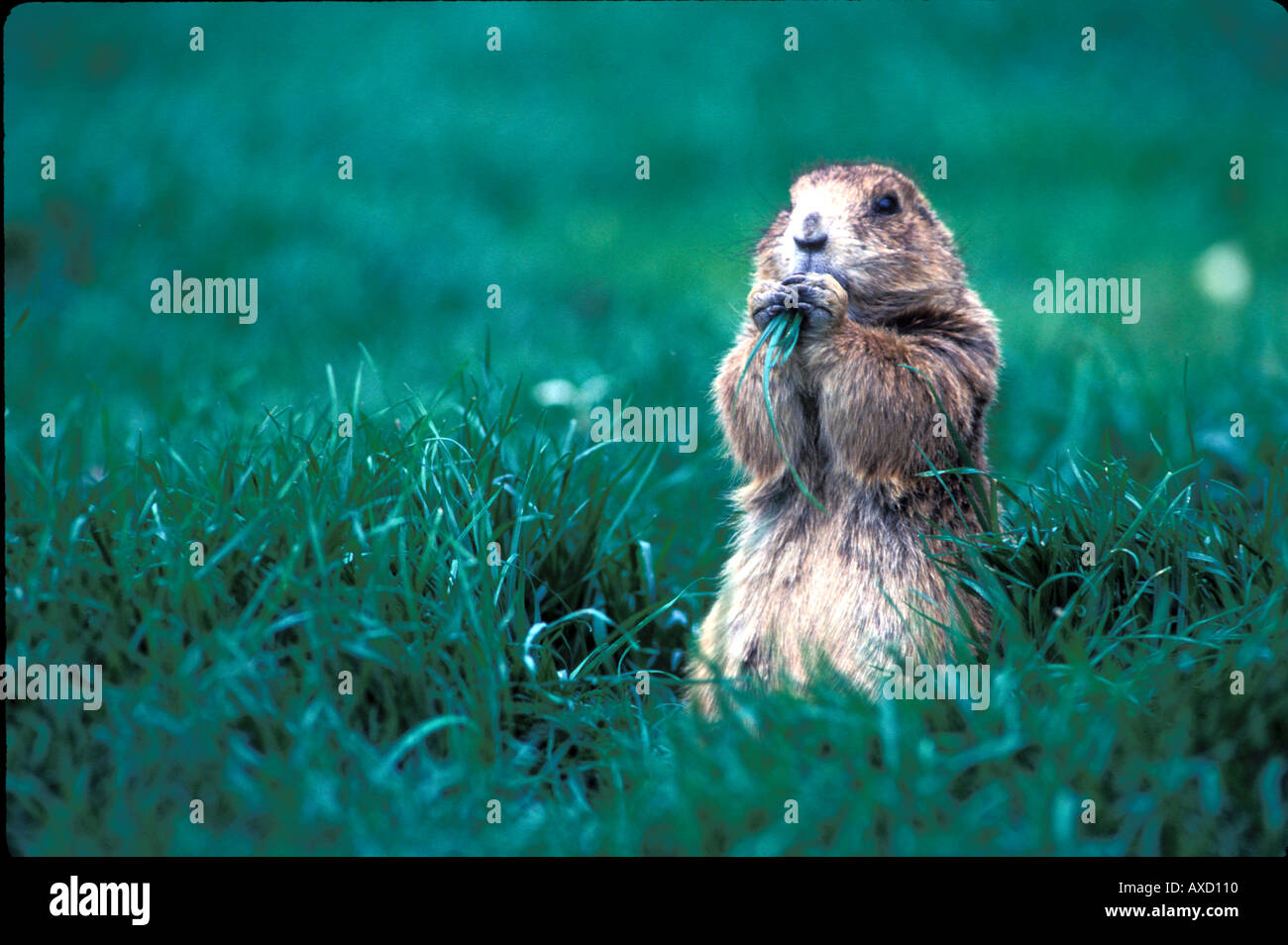 Prairie dog 01 hi-res stock photography and images - Alamy