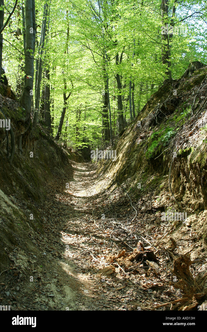 Krasnobrod ravine in Krasnobrod Landscape Park Roztocze Poland Stock ...