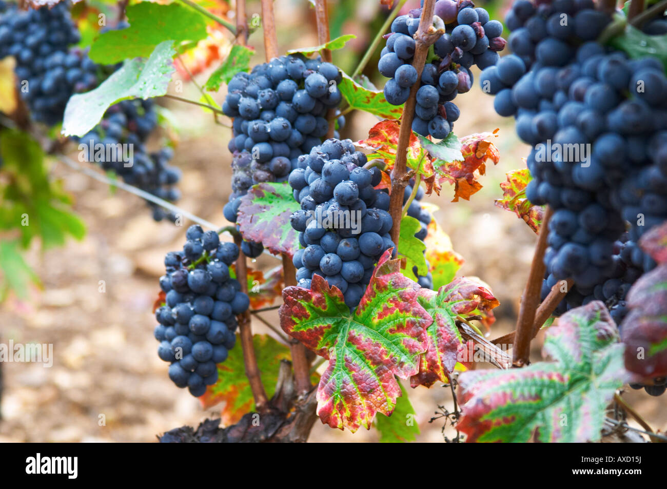 Bunches of ripe grapes. Domaine Philippe Livera, Gevrey Chambertin ...