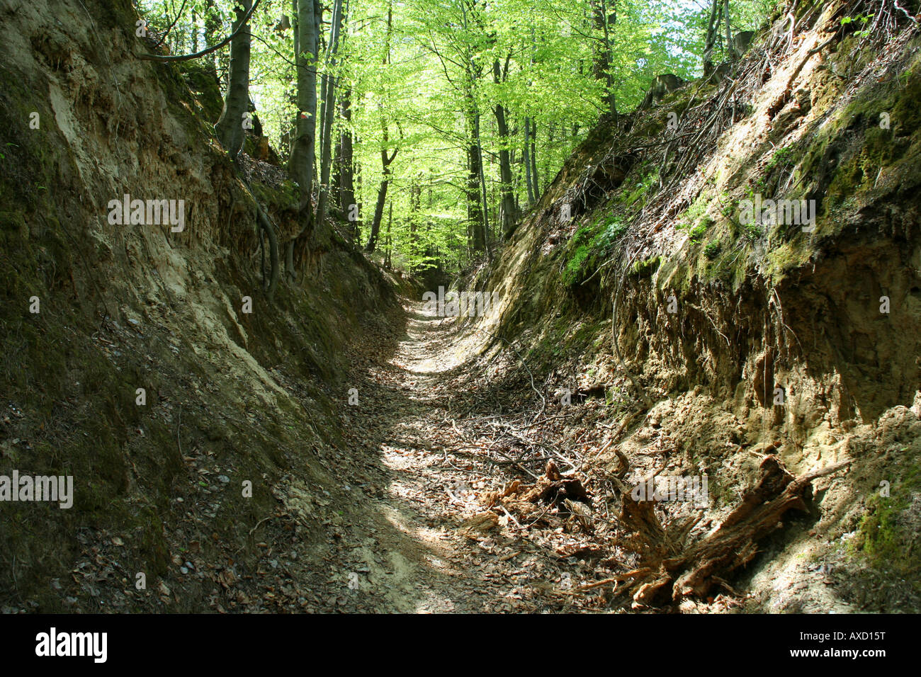 Krasnobrod ravine in Krasnobrod Landscape Park Roztocze Poland Stock ...