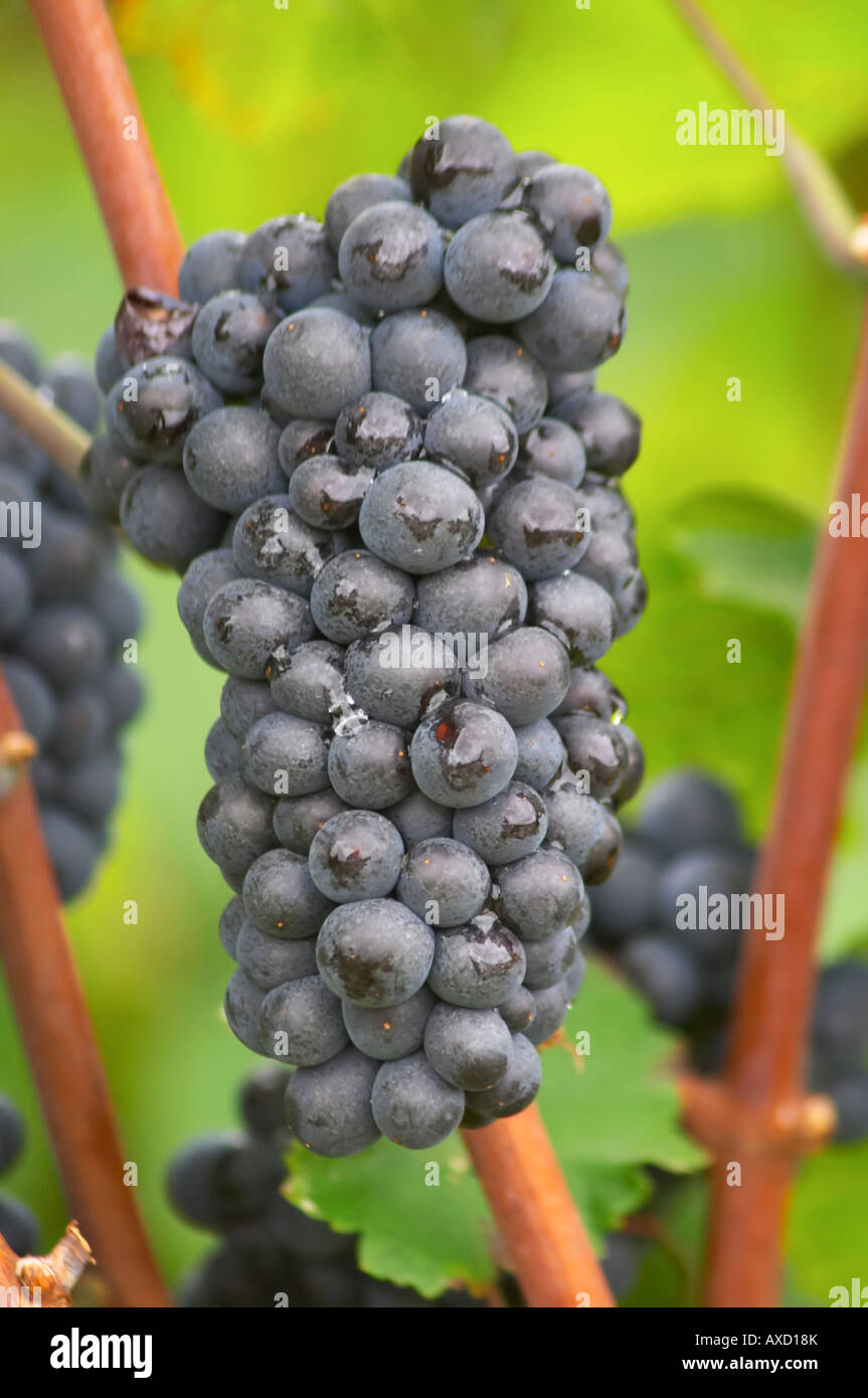 Bunches of ripe grapes. Pinot noir. Domaine Bertagna, Vougeot, Cote de ...