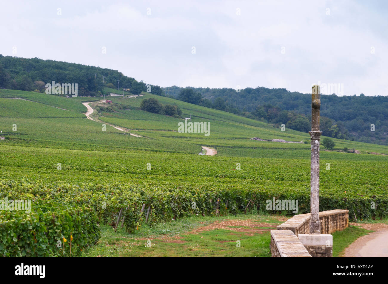 Romanée conti vines hi-res stock photography and images - Alamy