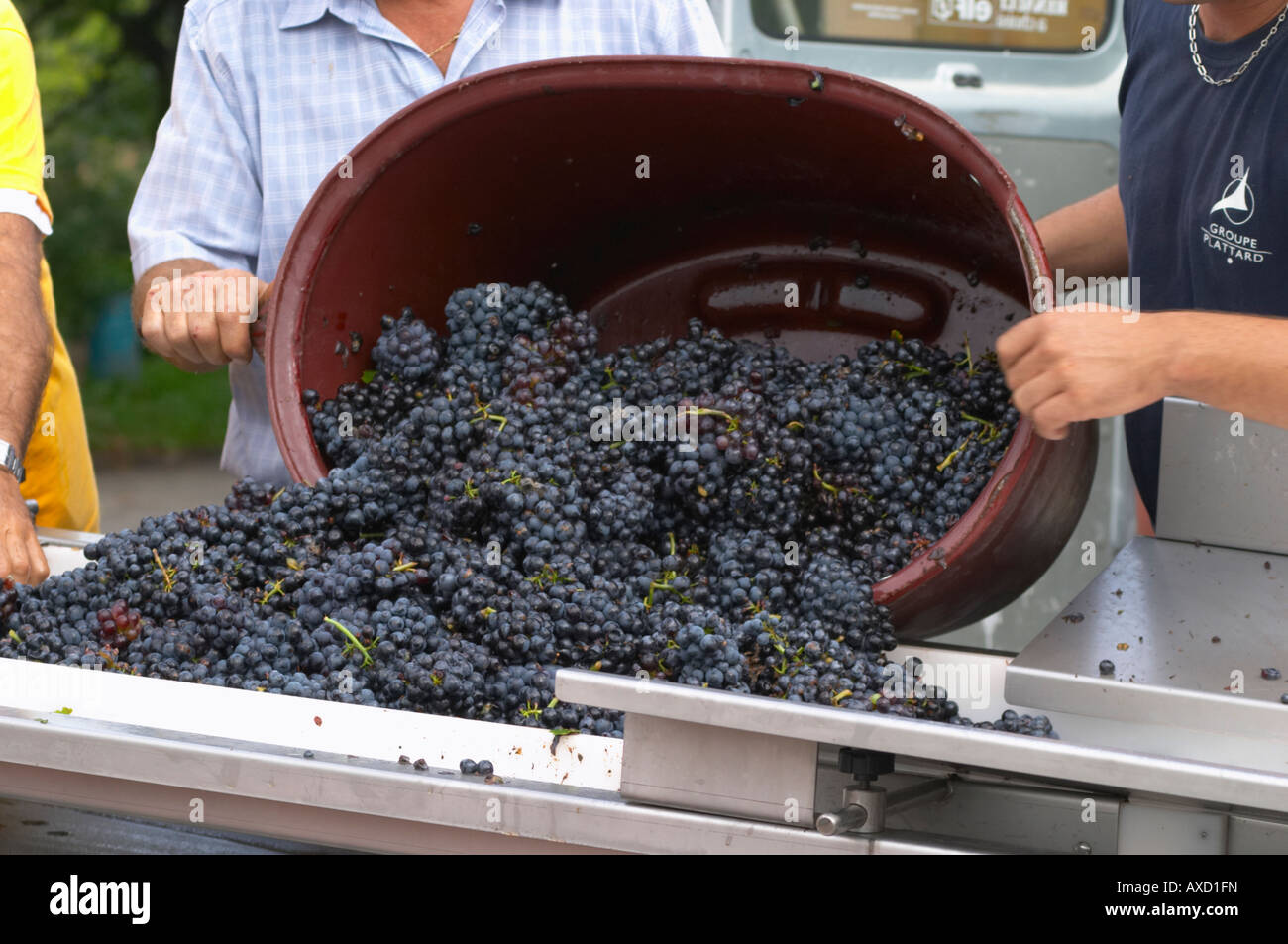 Hand selecting the bad grapes at a sorting table. Gamay. Domaine Tracot ...